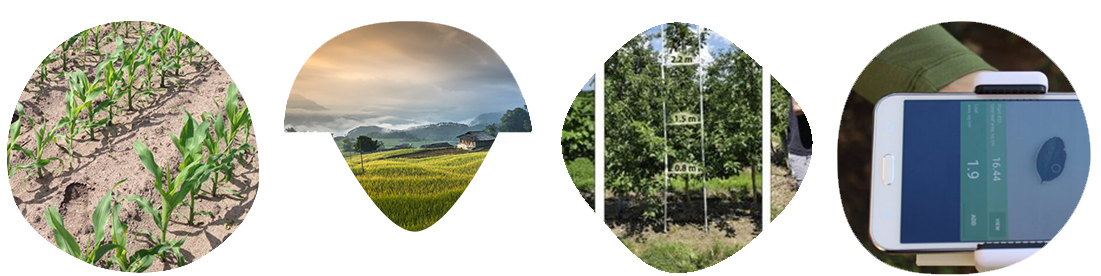 The Ultimate Guide to Leaf Area Index for Beginners